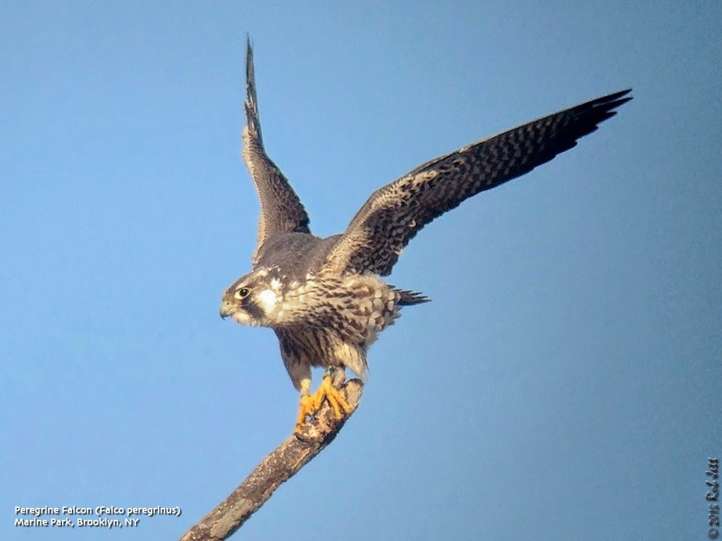 The City Birder: 01/01/2015 - 02/01/2015