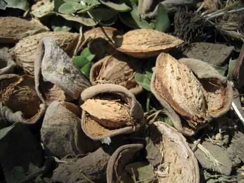 Sustainable Ag: A View from the Field: Ants in the Almond Orchard: Time ...