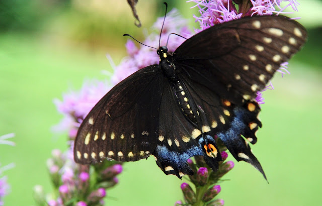 Room Without Walls: The Butterfly Effect