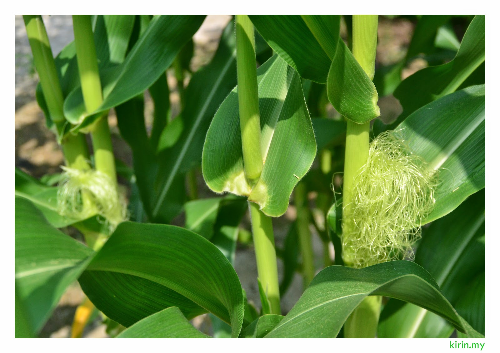 Tips Penanaman Jagung HibriMas & MasMadu (Part 2)