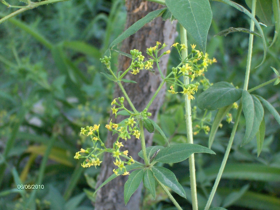 Exoten in Nederland: Meekrap