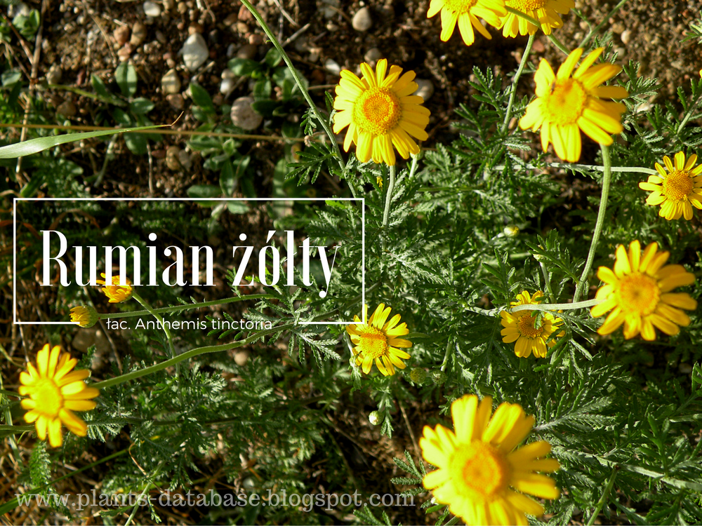 Plants Database: Rumian żółty, rumian barwierski (łac. Anthemis ...