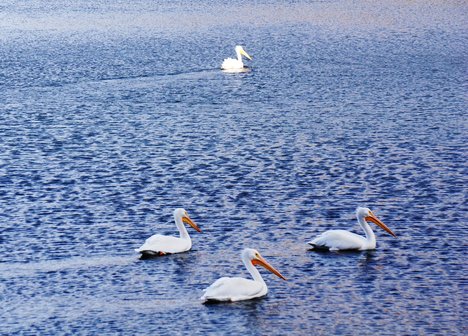 Lazarow World-Hike-About: No Swan Lake, instead, Pelican not so brief.