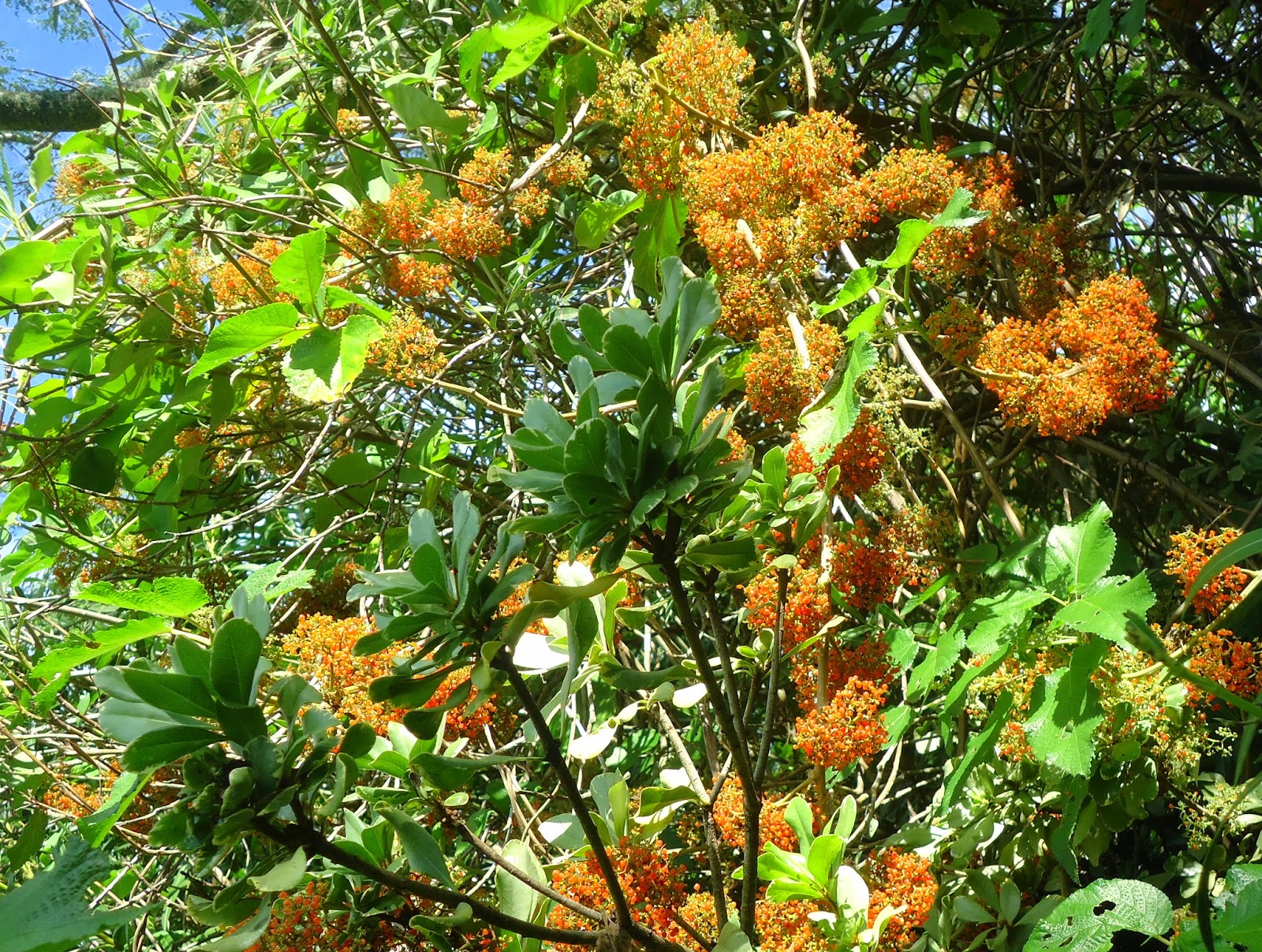 v e r d e c h a c o: Ortiga / Picapica / Pyno mi