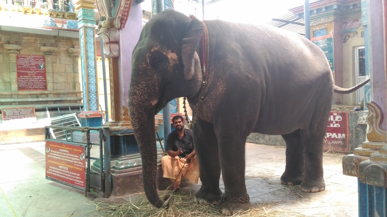 Thirunallaru Sani Temple - Sakthivelan