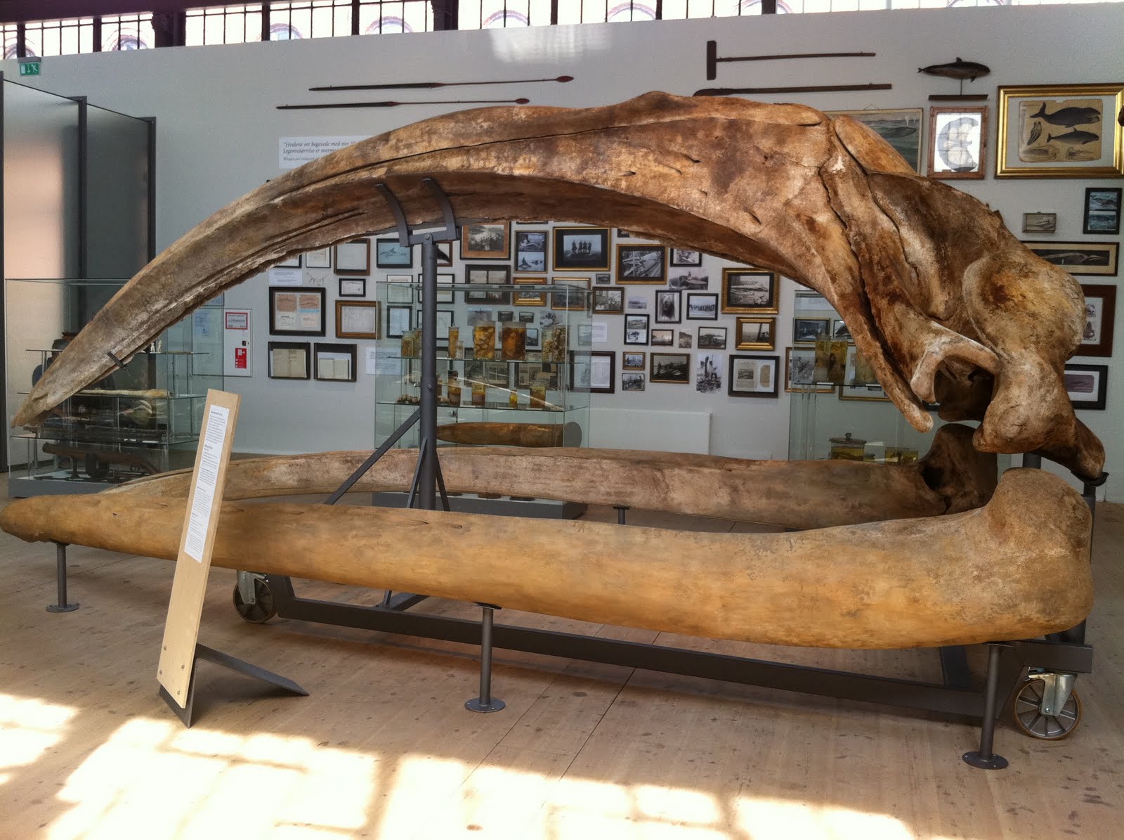 A Whale's Penis is How Big? | Jolly Bloggin