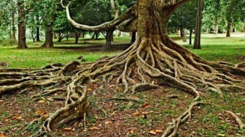 Enjoy Life: Alberi, guaritori da salvare