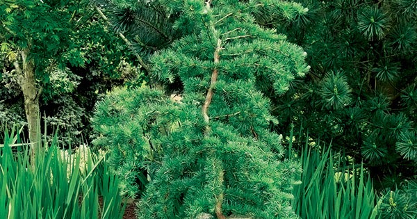 Tree Dreaming: Diana Weeping Japanese Larch