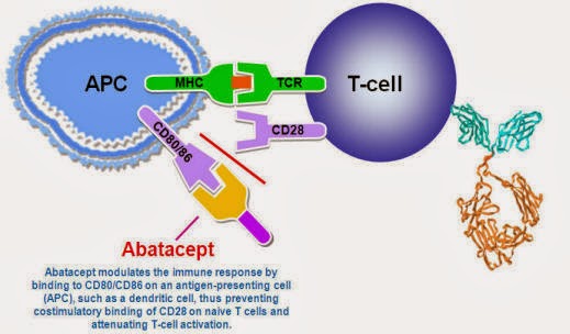 Renal Fellow Network: Abatacept for Glomerular Diseases: A New Era of ...