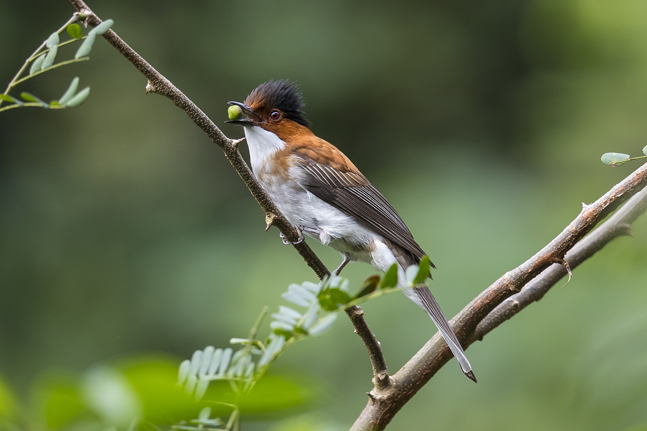 As The Crow Flies - a Hong Kong Birding Blog: Speckled Piculet and A ...