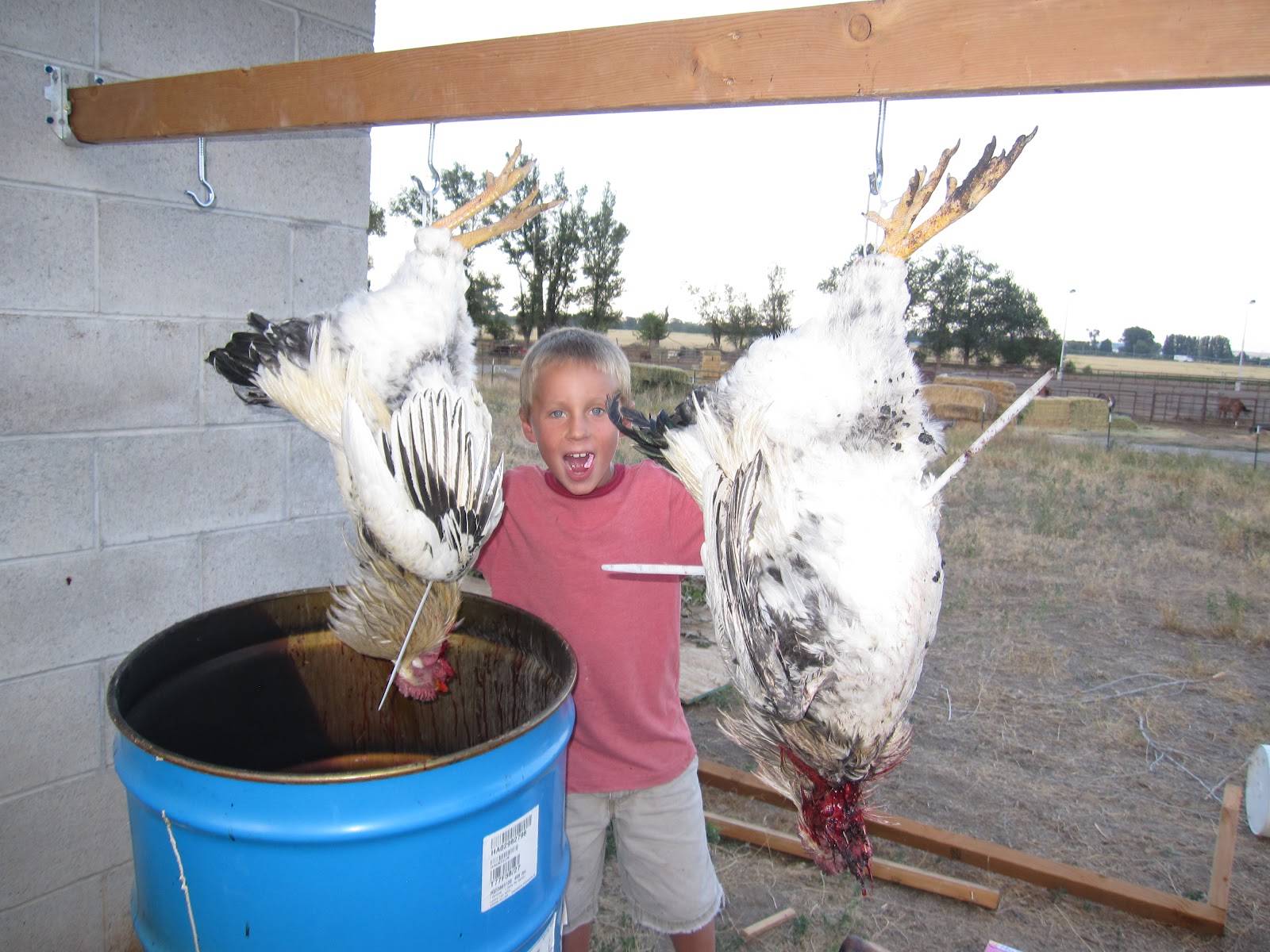 Our rooster slaughter