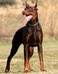 Razas de perros grandes: Doberman