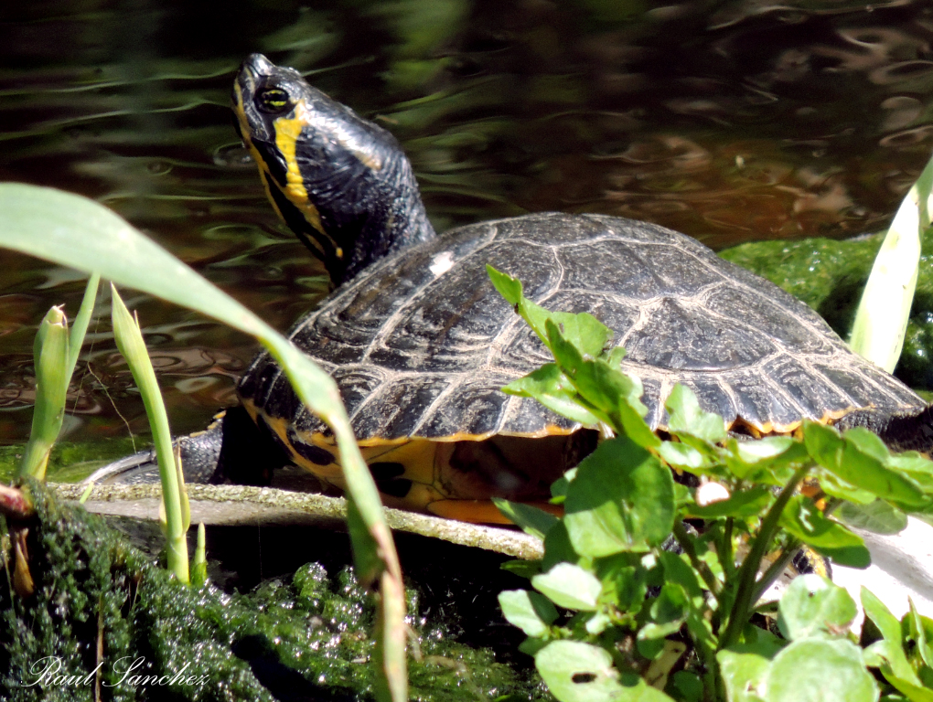 Naturaleza Viva : Tortuga de Florida (California,Trachemys scripta )
