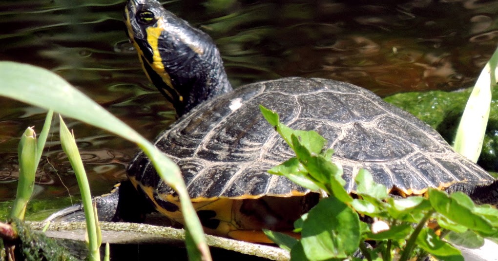 Naturaleza Viva : Tortuga de Florida (California,Trachemys scripta )