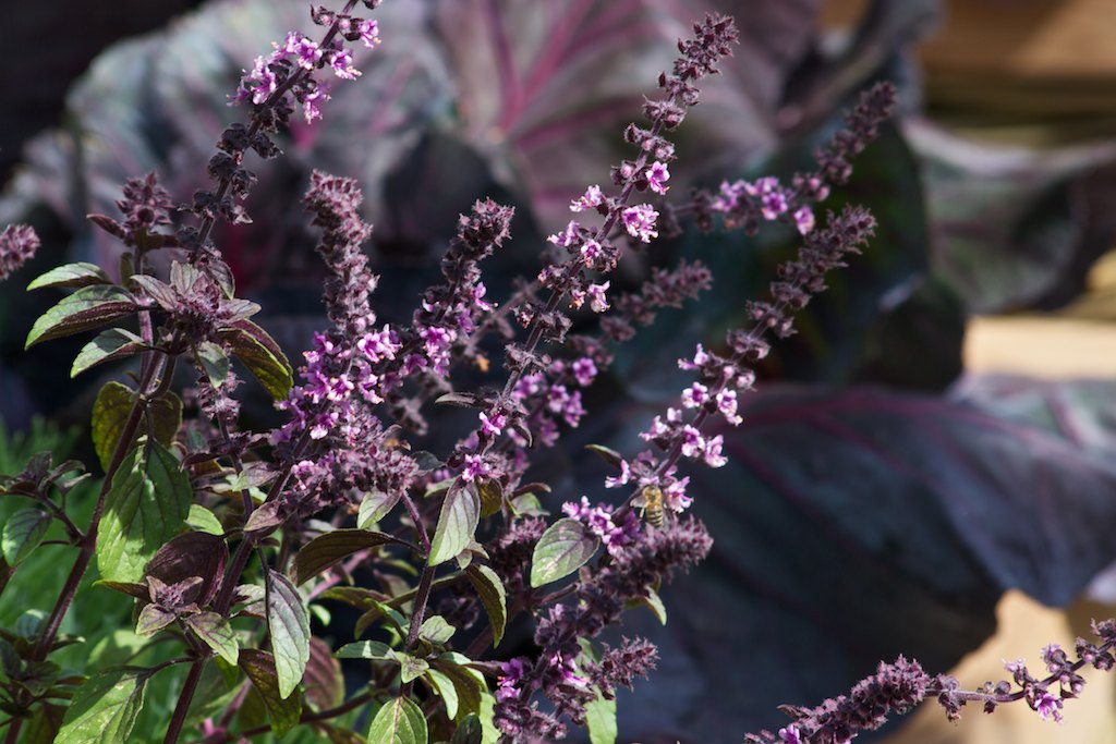 Photographer's Garden: Chelsea 2011: M&G Garden