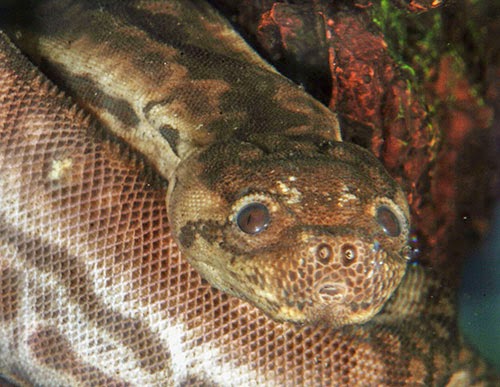 Elephant Trunk Snake, Acrochordus javanicus – Aquatic Snakes