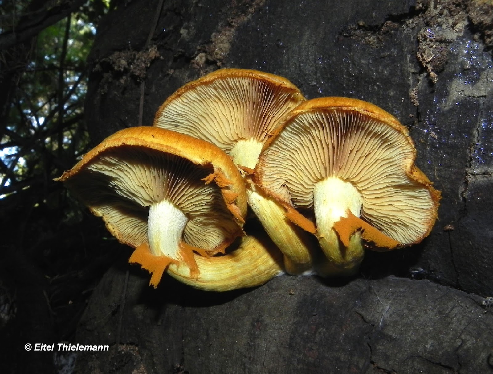 Apuntes botánicos: Hongos chilenos