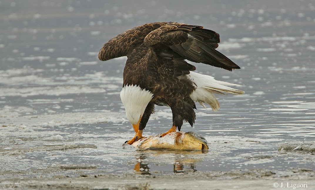 Raptor Identification and Photography: Opportunistic Hawks