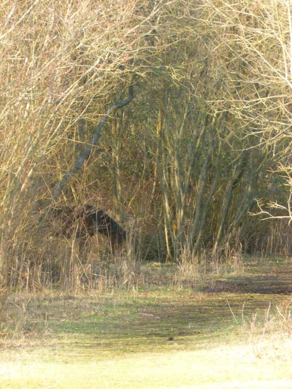 Soggibottom: Girl Rona in Teignmouth and Dartmoor -3 deg c.