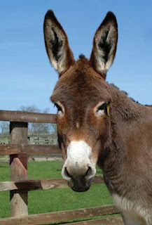BURRO,JUMENTO,MULA,JEGUE,ASNO,BARDOTO. - JJS PAISAGISMO & AGROPECUARIA