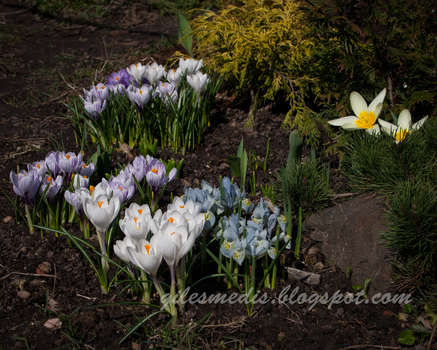 Gilės medis: Pavasariniai krokai (Crocus vernus)