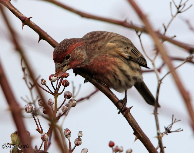 Birds from Behind : Christmas Gifts...