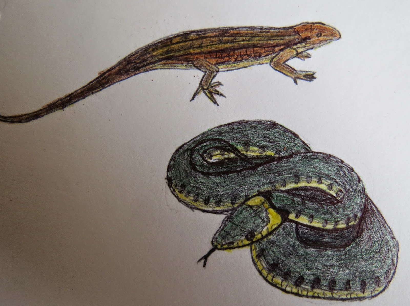 The Autistic Naturalist: How To Draw: Lizards and Snakes