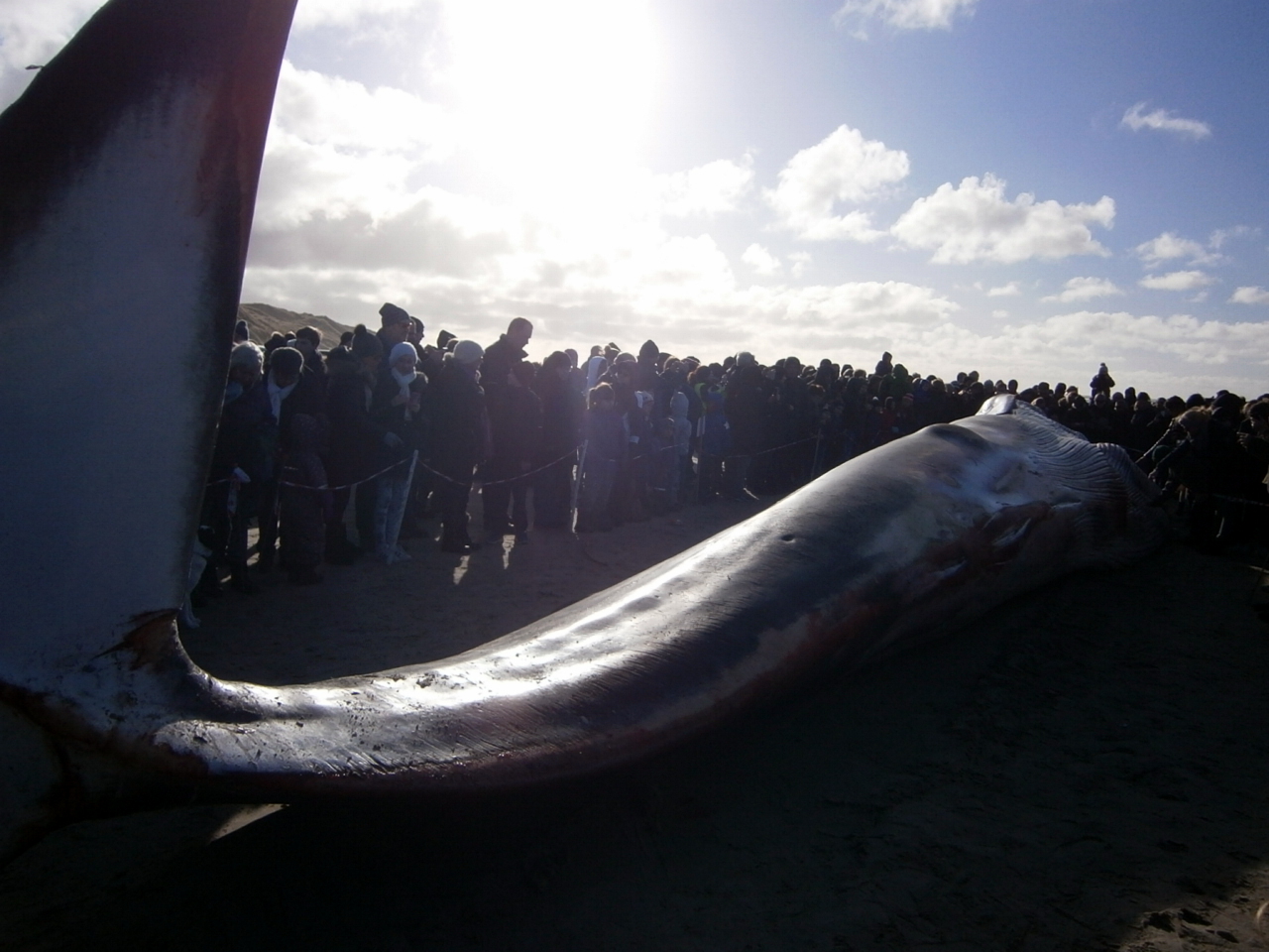 Gestrandeter Wal in Blokhus am Strand...