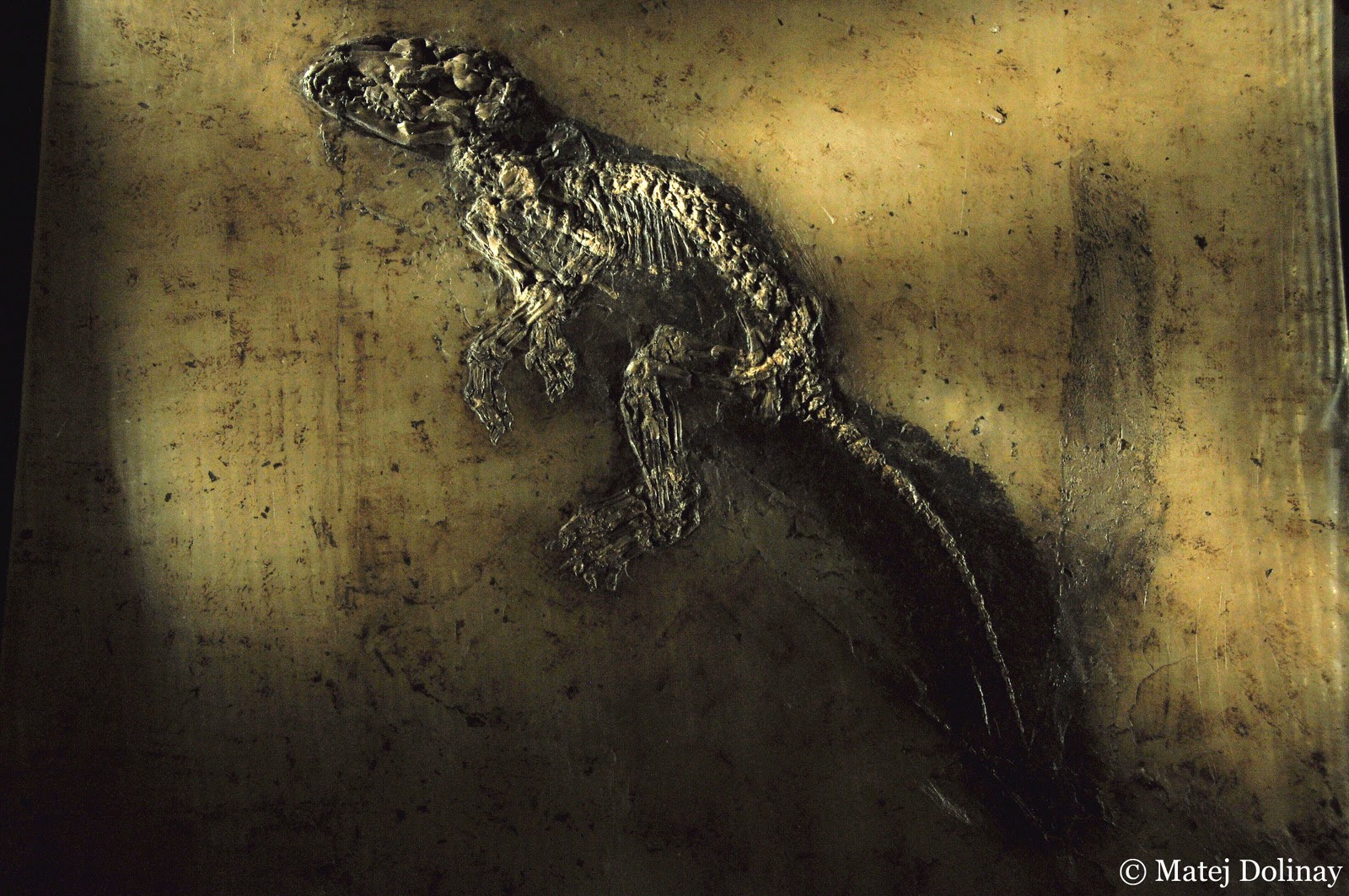 Evolutionary Vertebrate Zoology: January 2012