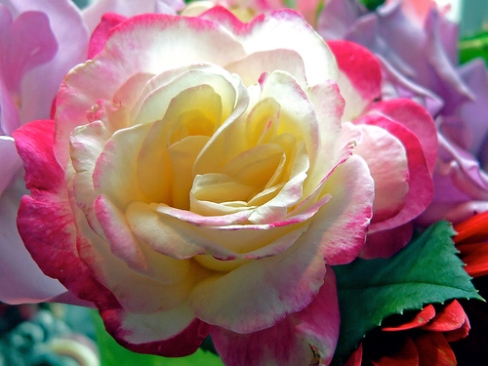 Pictures World: Most Amazing Roses