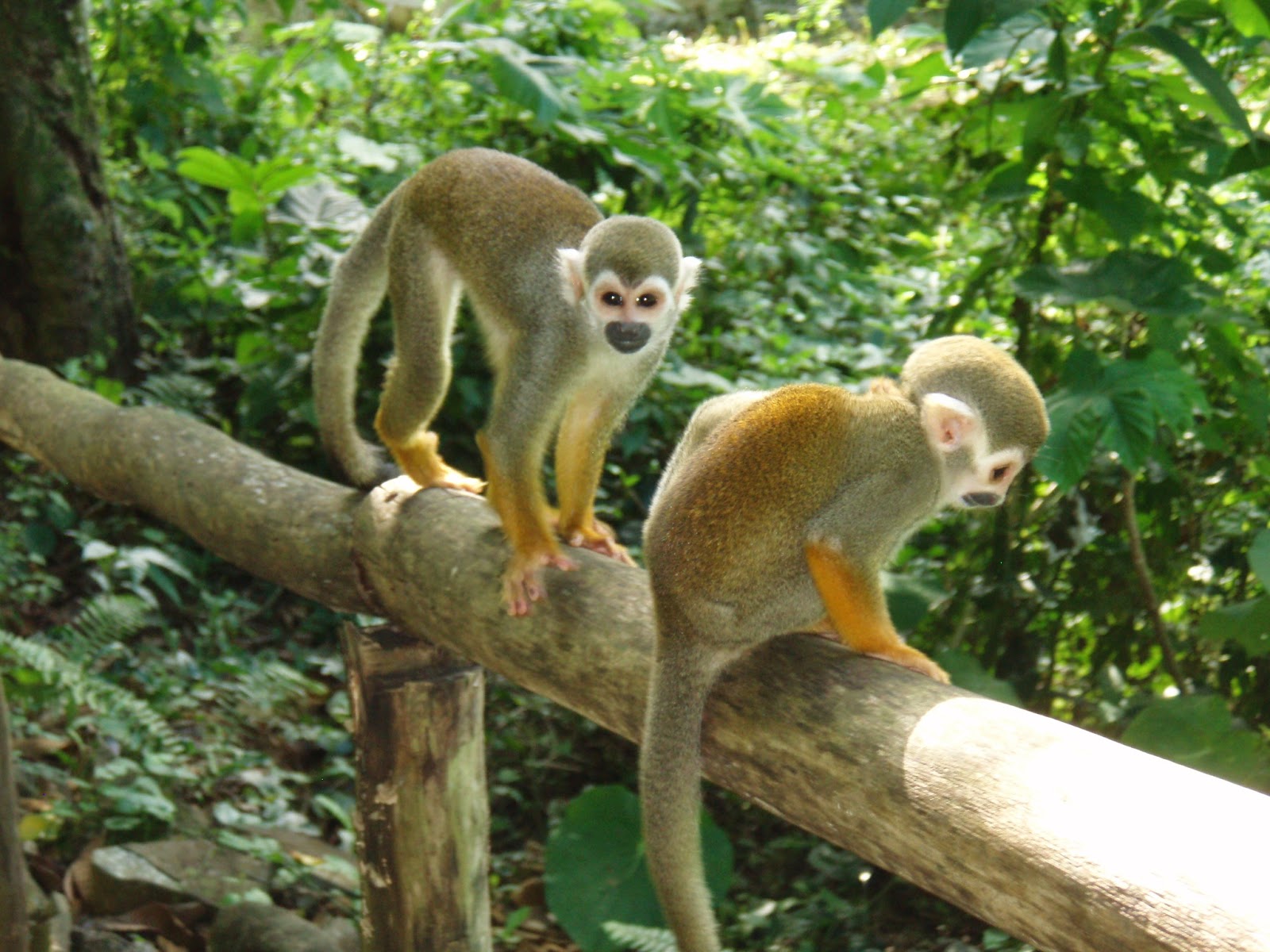 Feel Unfettered Joy At Monkey Land in the Dominican Republic