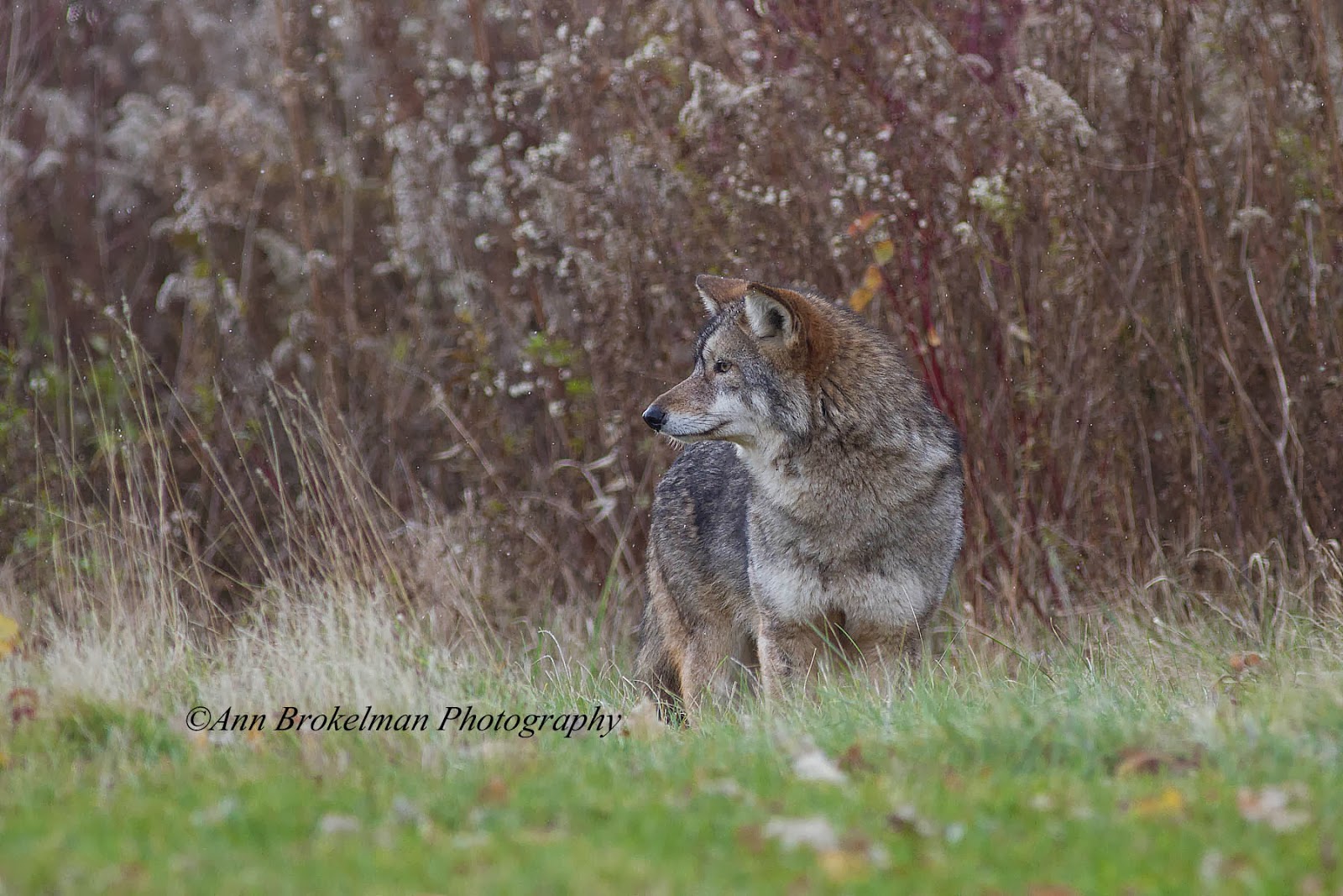 Ann Brokelman Photography: Coyote Magic - hunting and the pair just ...