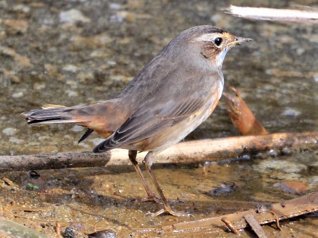 Imagens da vida animal: Pisco-de-peito-azul (Luscinia svecica)