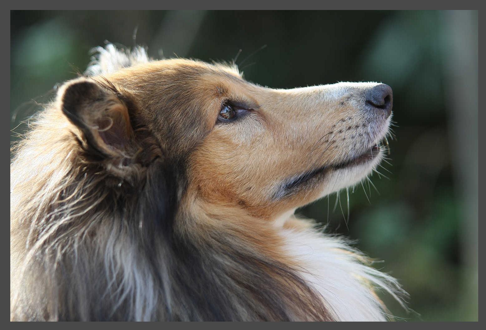 collie dogs wallpapers and pictures
