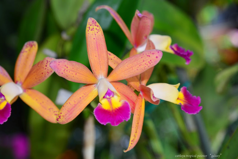Cattleya Tropical Pointer "Galaxy"