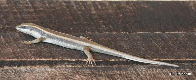Snakes & Reptiles of Southern Africa: Akkedis