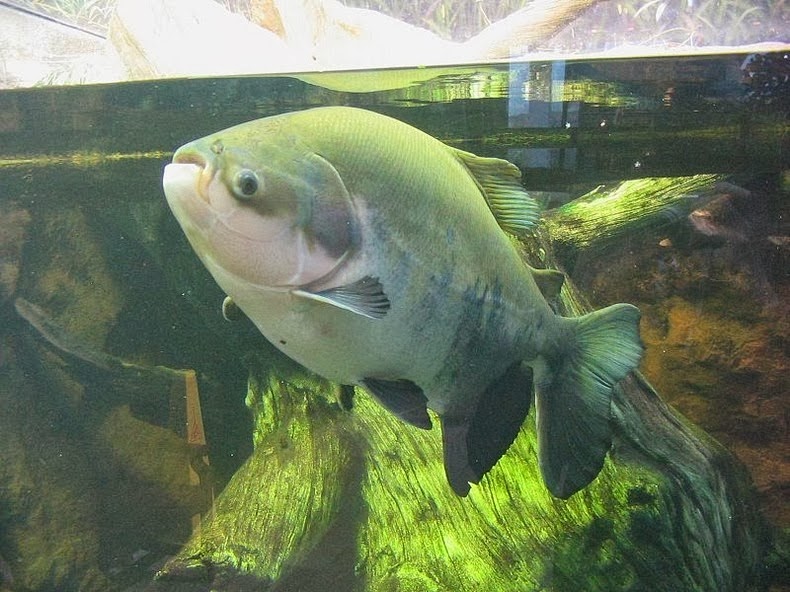 Amazing Arts: The Pacu Fish Has Teeth Like Human