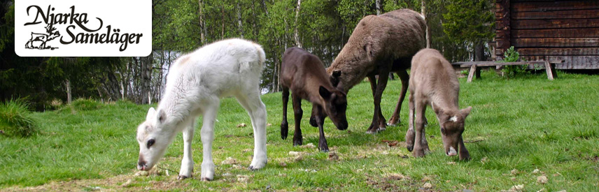 Duvedsfiske: Njarka och nya vatten.