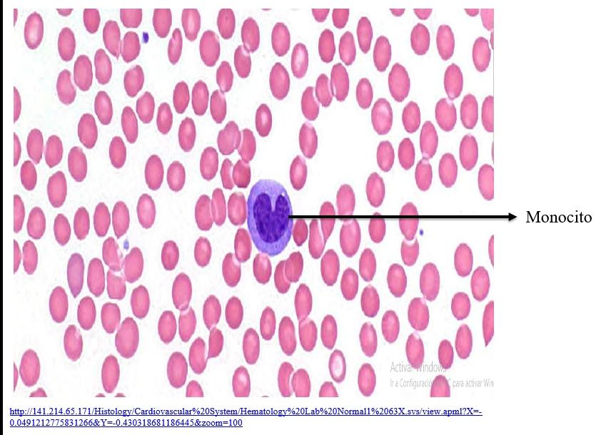Diferencias histológicas entre las células precursoras de la sangre ...