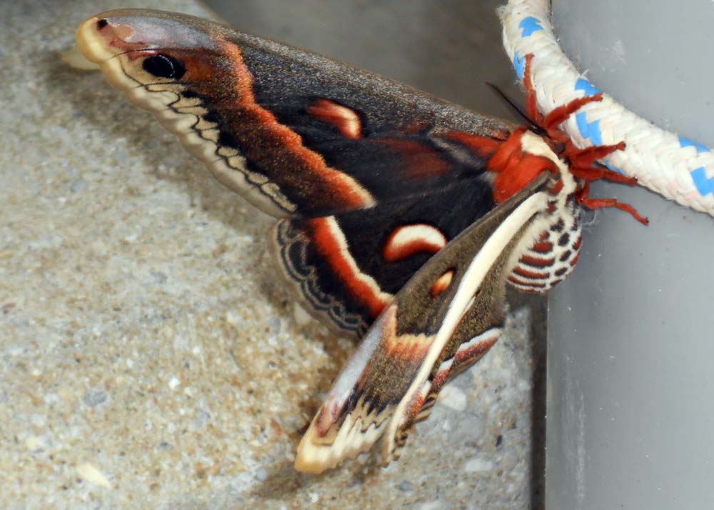 Toronto Grand Prix Tourist - A Toronto Blog: Ontario largest moth - the ...