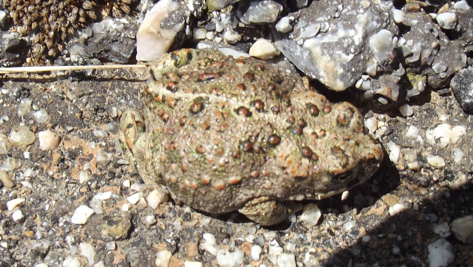 Extremadura naturalmente: Sapos y culebras
