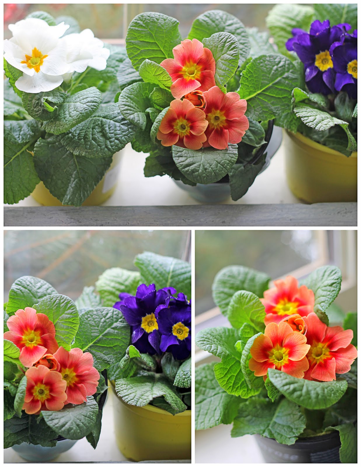 Aiken House & Gardens: Indoor Spring Garden