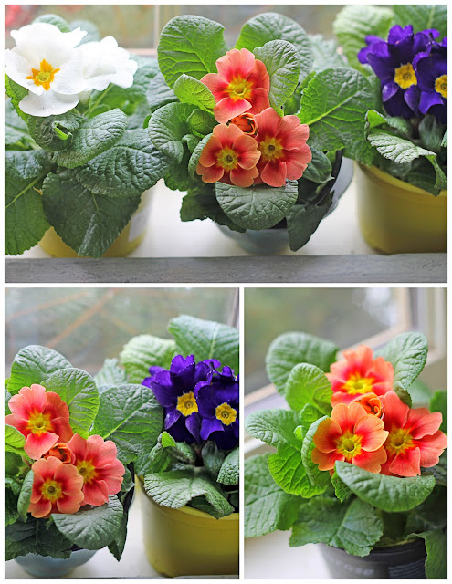 Aiken House & Gardens: Indoor Spring Garden