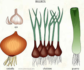 familia de los bulbos y tallos