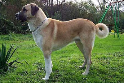 Applying Anatolian Shepherd Dog Appearance And Personality | Dog Training