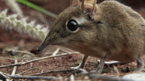코끼리 땃쥐(elephant shrew) / 학명: (Macroscelides micus)
