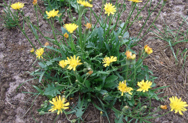 Smooth Hawksbeard ~ Identify Lawn Weeds