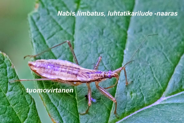 tuomovirtanen: Suomen luteet-Heteroptera-Bugs of Finland