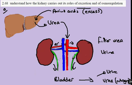 Nik's IGCSE Biology: 2.68a Excretion (Roles of the kidney & liver in ...