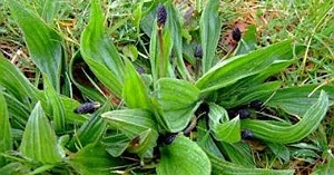 patlagina ingusta planta medicinala-plantain herb | Farmacia Naturală
